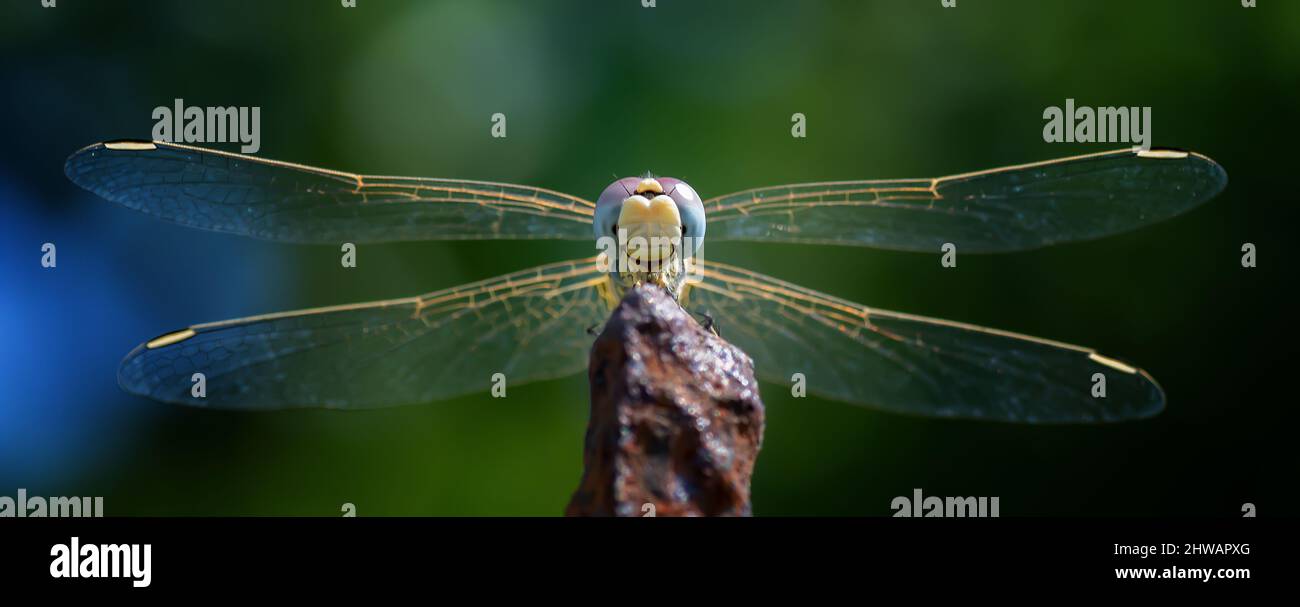 Front view of dragonfly isolated on blurred background Stock Photo - Alamy