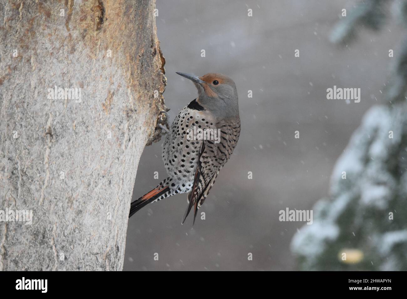 Northern flicker on tree searching for bugs in the winter Stock Photo ...