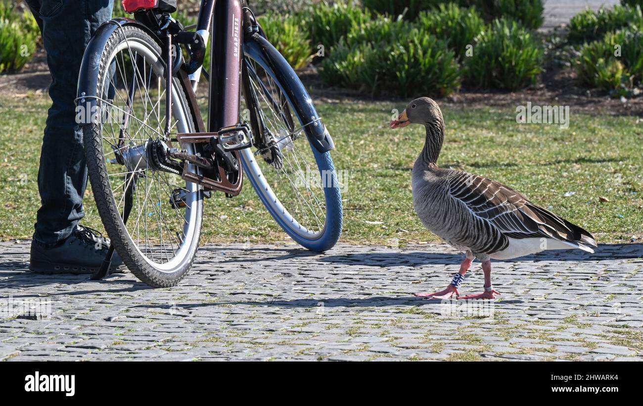Handling animals hi-res stock photography and images - Alamy