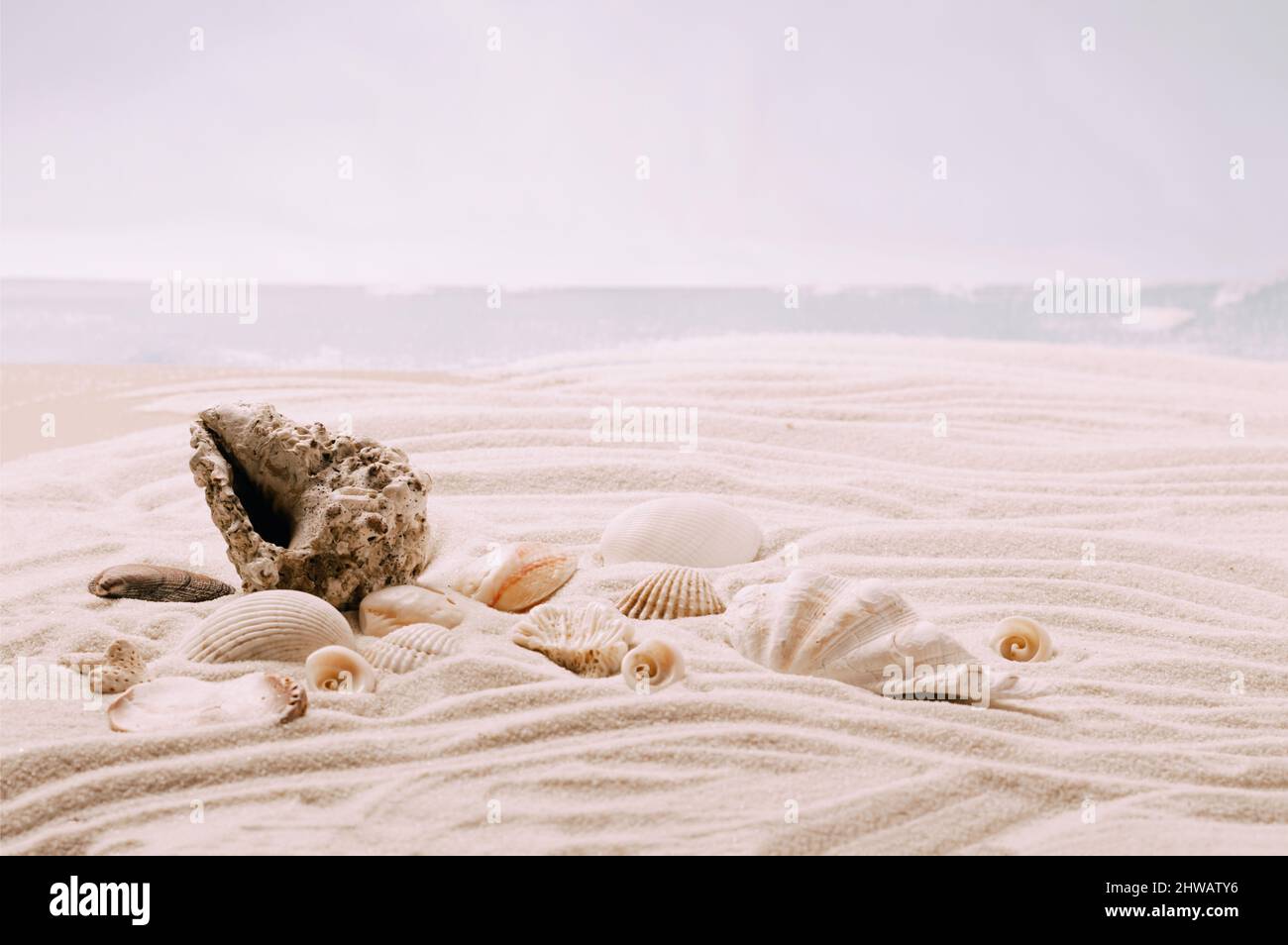 Sea exotic seashells molluscs seashells white beach sand. Summer ...