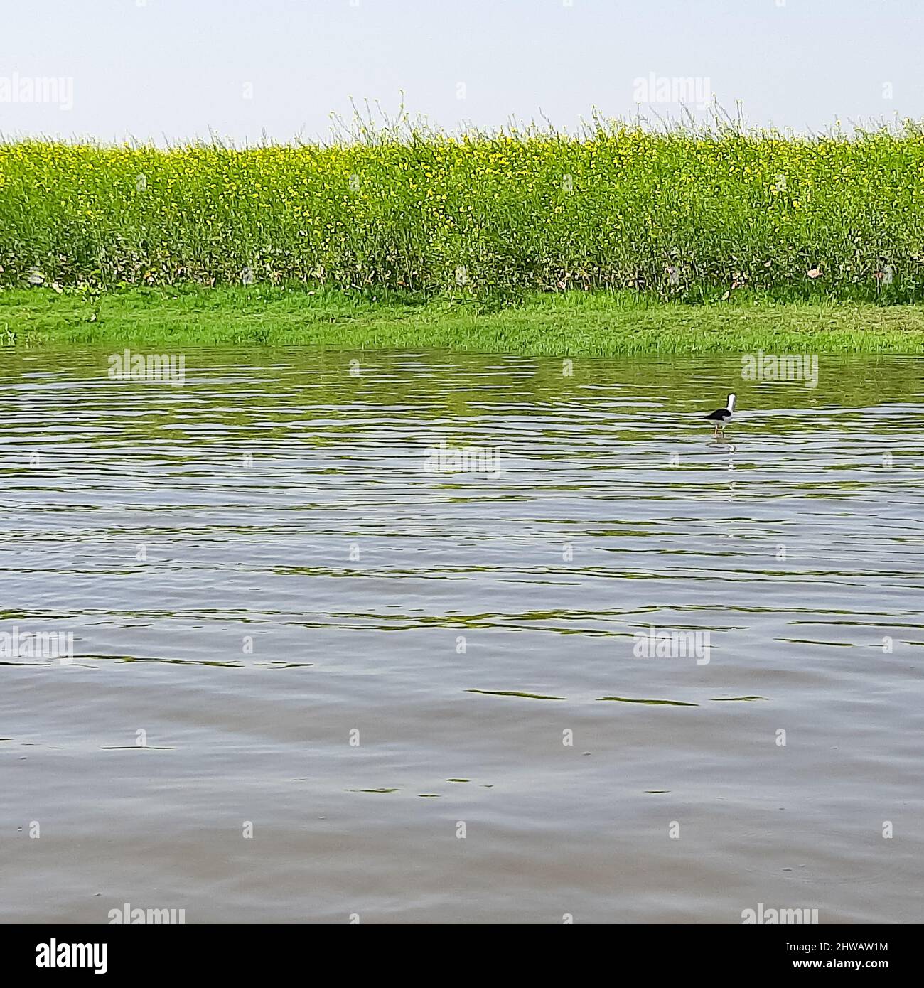 Yamuna River view from the boat in the day at Vrindavan, Krishna temple ...