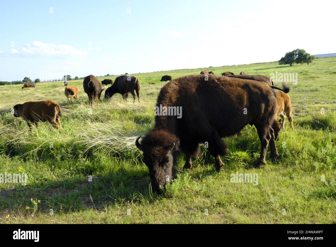Bison chewing grass hi-res stock photography and images - Alamy