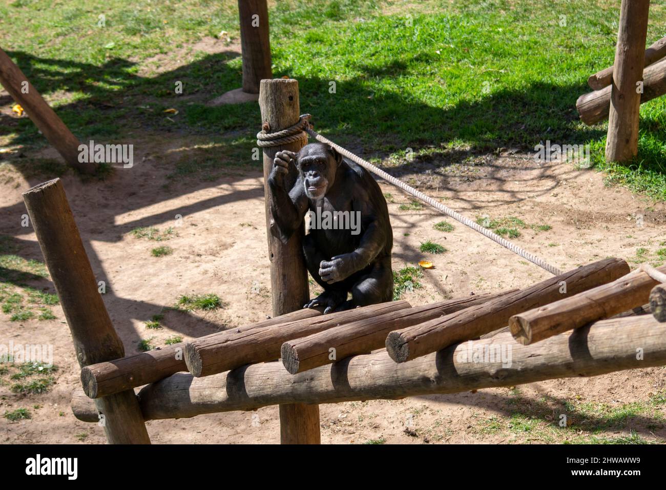 Monkey scratching head hi-res stock photography and images - Alamy