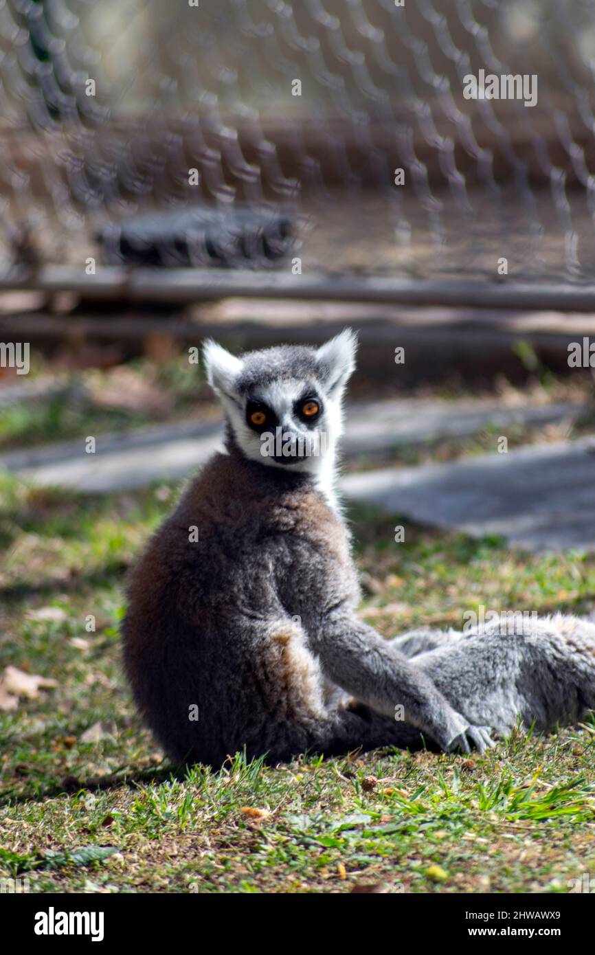 Madagascar Lemur at the zoo. Long legs of a Lemur mammal Stock Photo ...