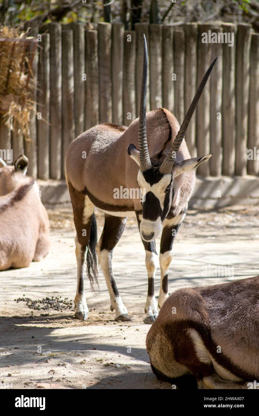 Oryx is a genus consisting of four large antelope species called oryxes ...