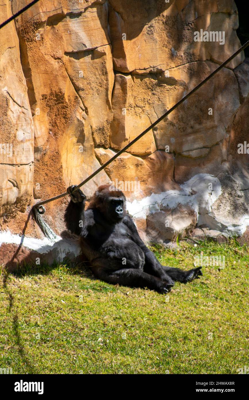 Gorilla handling hi-res stock photography and images - Alamy