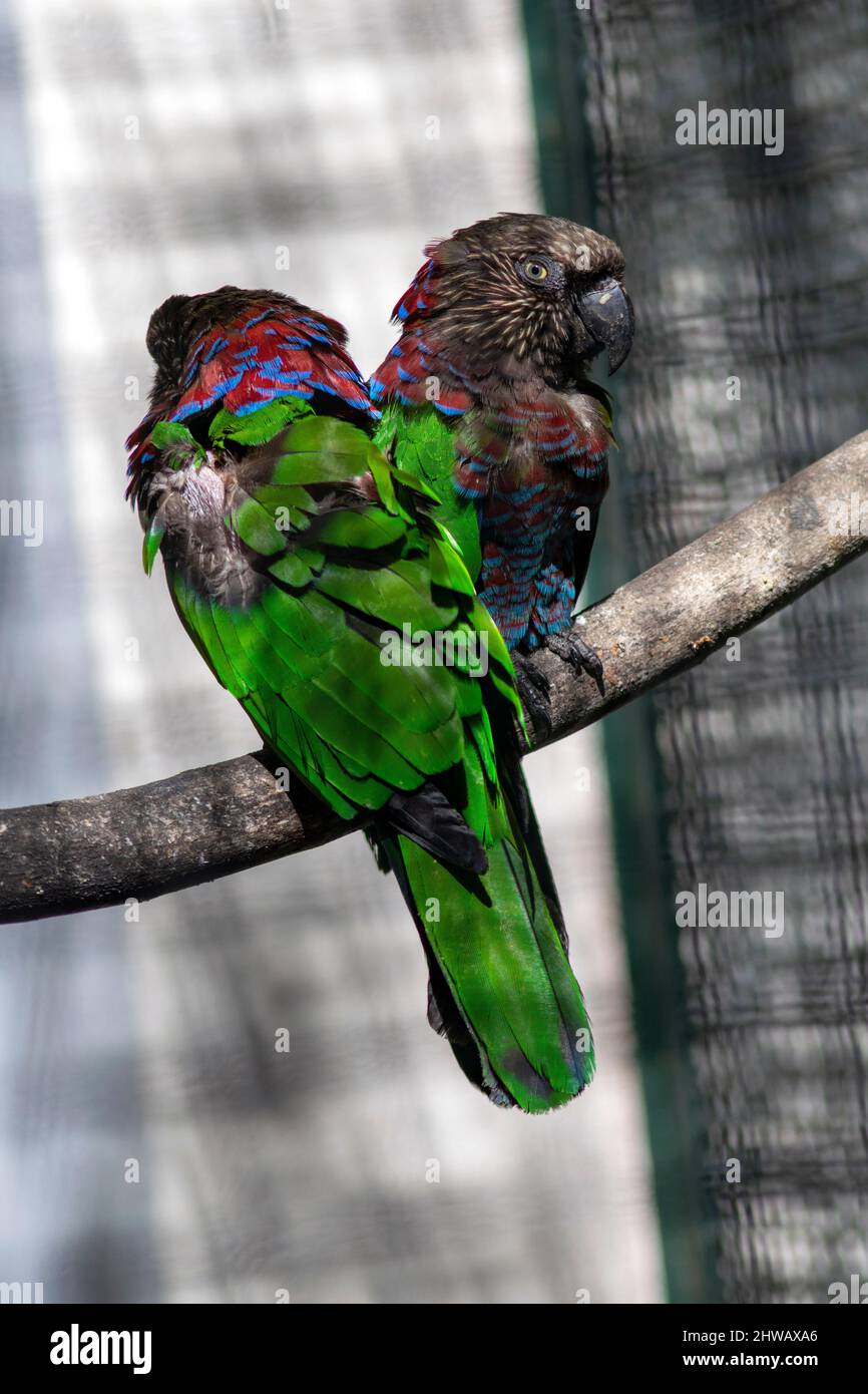 The red-fan parrot, also known as the hawk-headed parrot, is a New ...