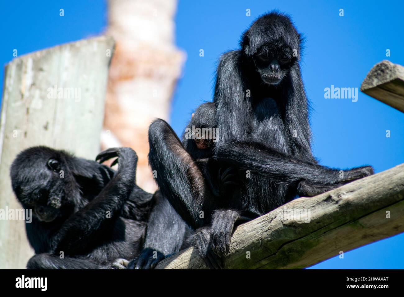 Spider monkey baby with his mother. Spider monkey reproduction on ...