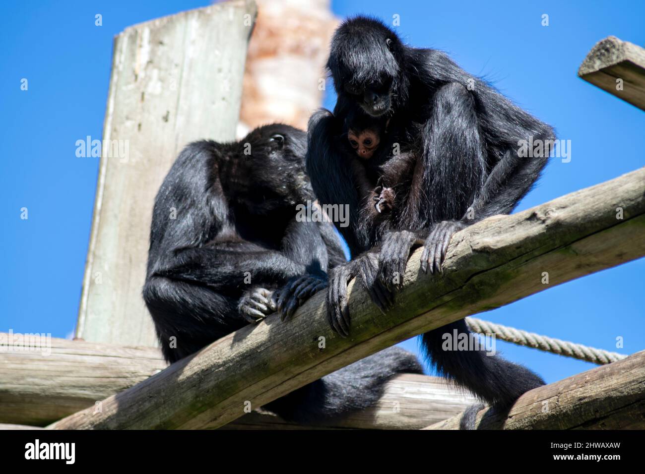 Spider monkey baby with his mother. Spider monkey reproduction on ...