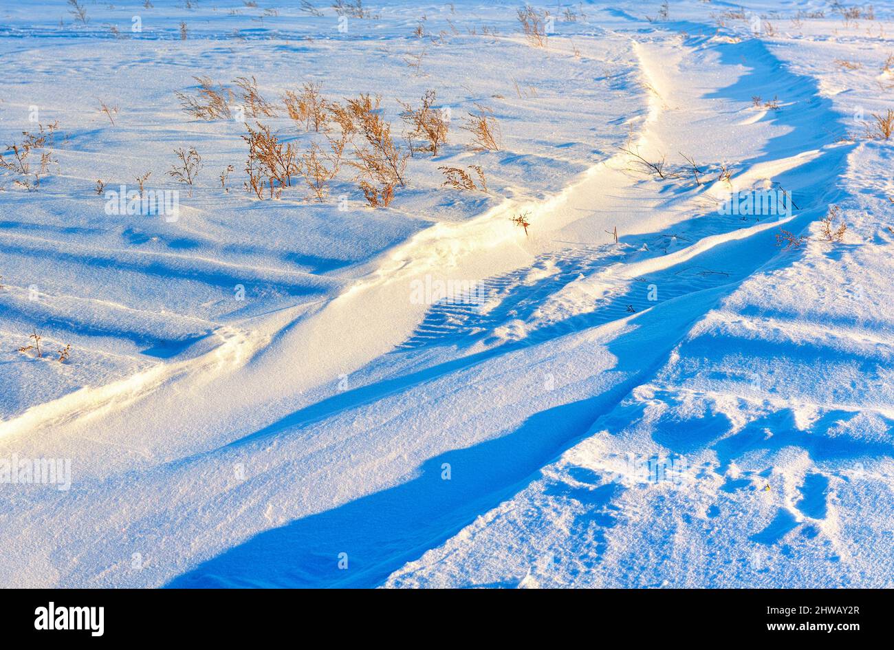 A trail in the snowdrifts. Snowy plain with dry grass, snowmobile trail ...