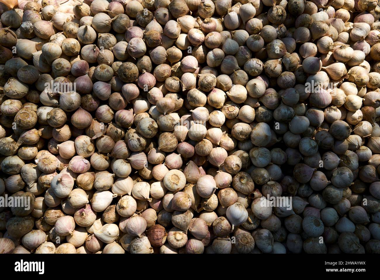Solo garlic, also known as single clove, mono-bulb, single bulb or ...