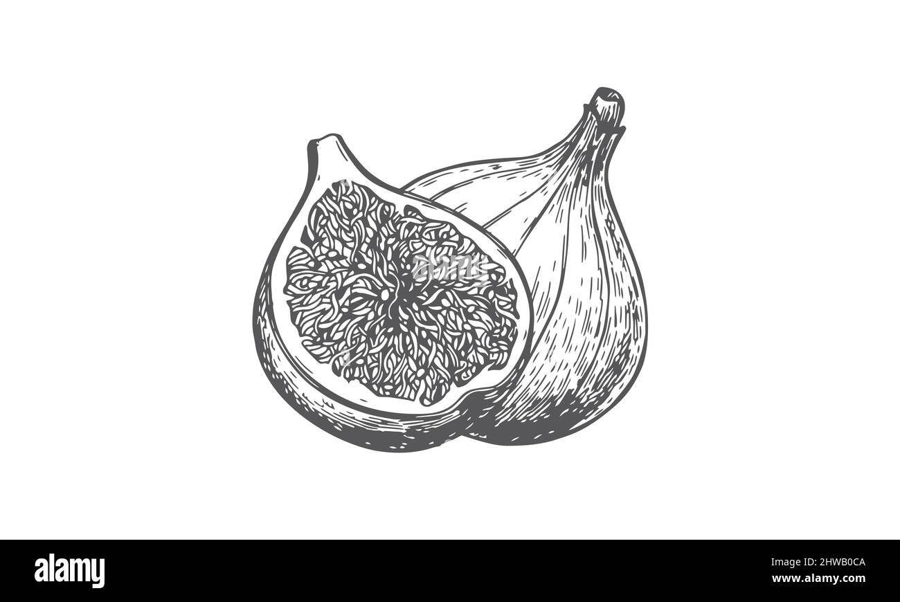 Fig Illustration