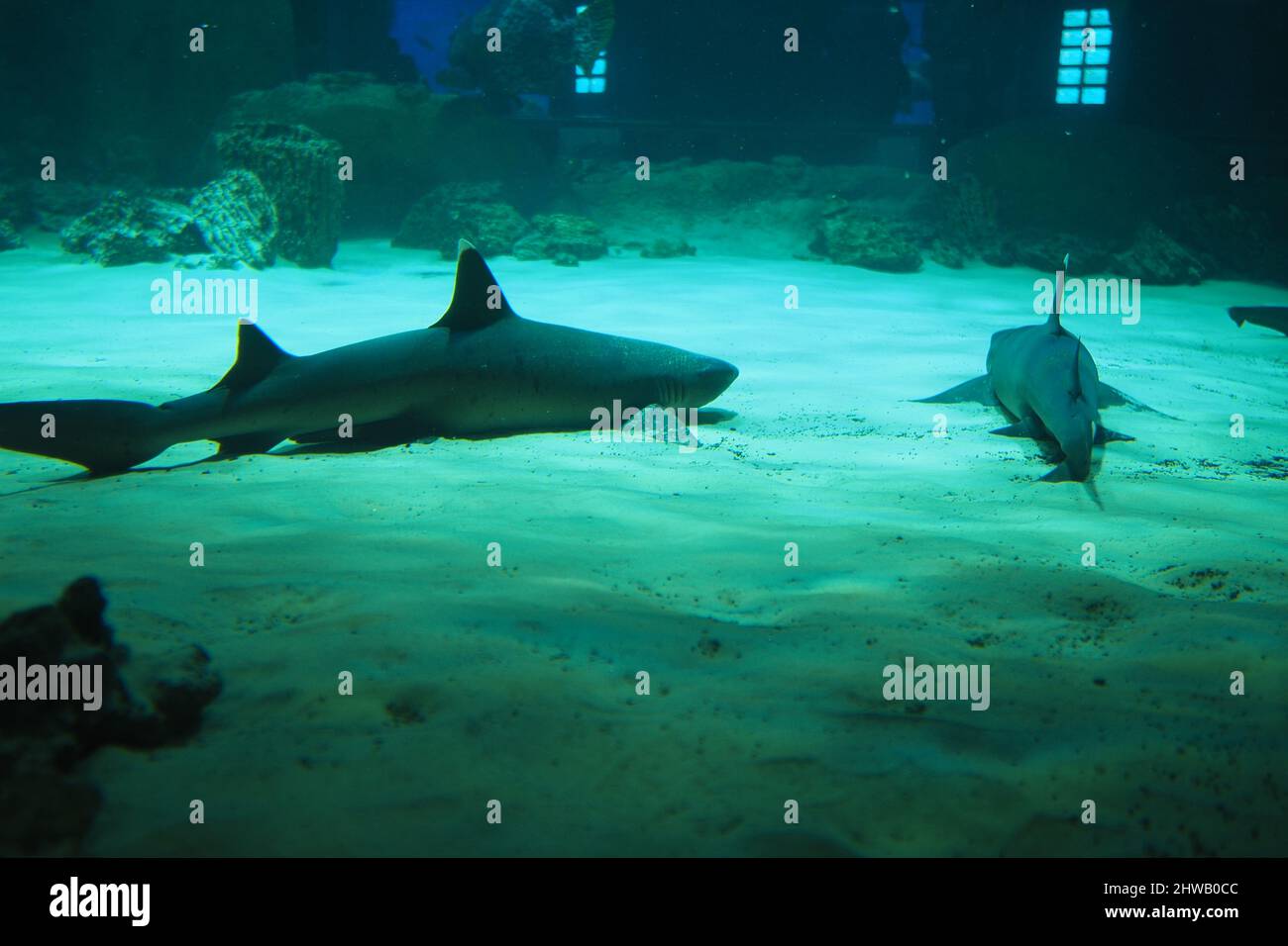 Aquarium fish. Shark in the aquarium. Close-up Stock Photo - Alamy