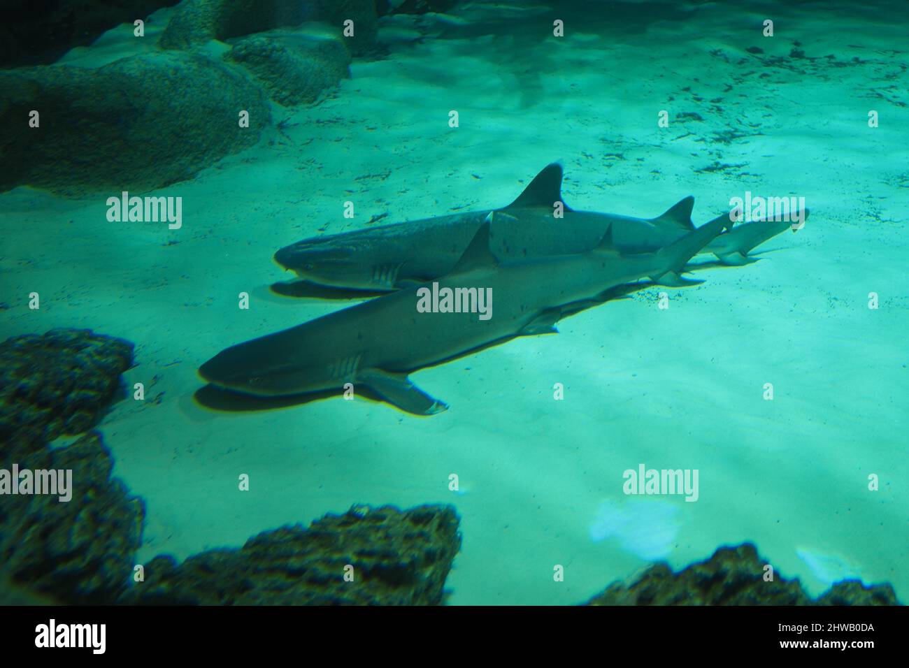Fish and shark hi-res stock photography and images - Alamy