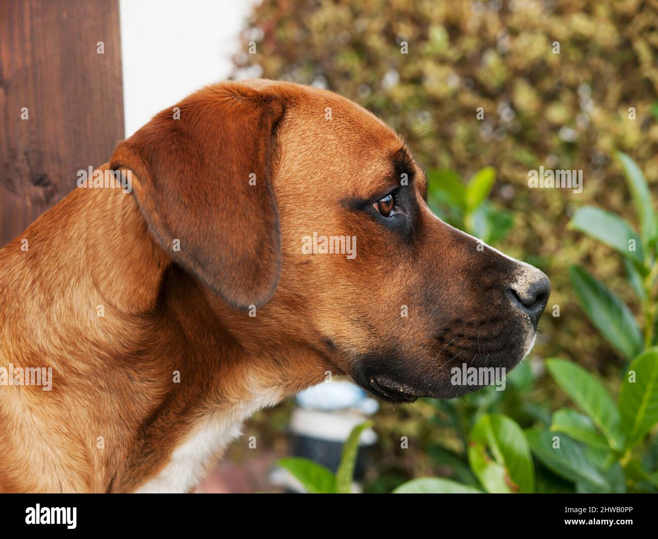 Crossbreed dog hi-res stock photography and images - Alamy