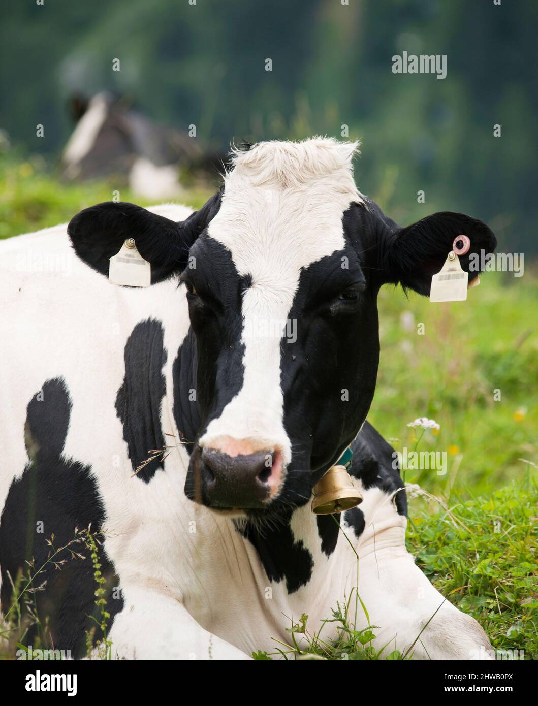 Black white cow lying on hi-res stock photography and images - Alamy