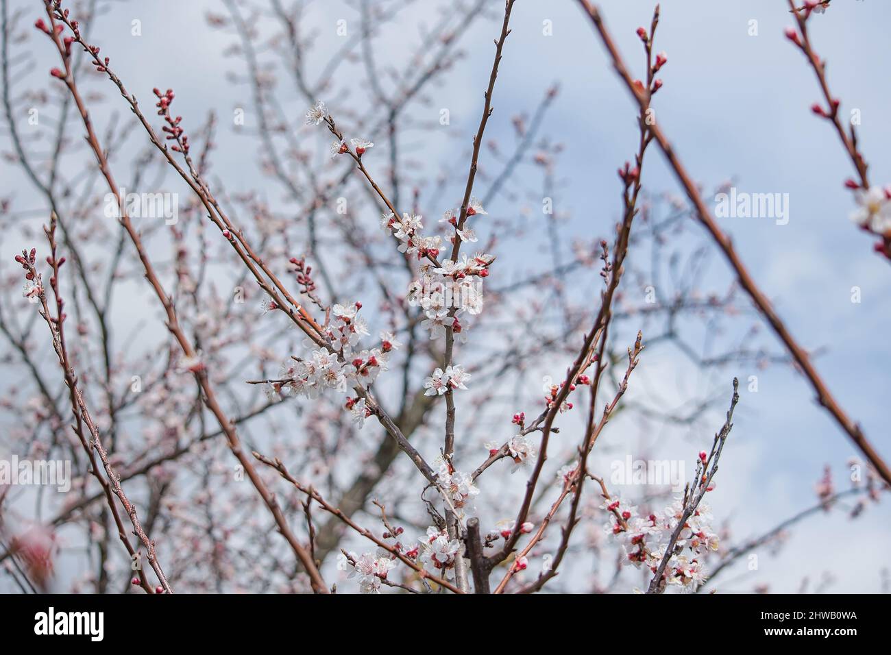 Branch with beautiful white Spring Apricot Flowers on Tree. Nature ...