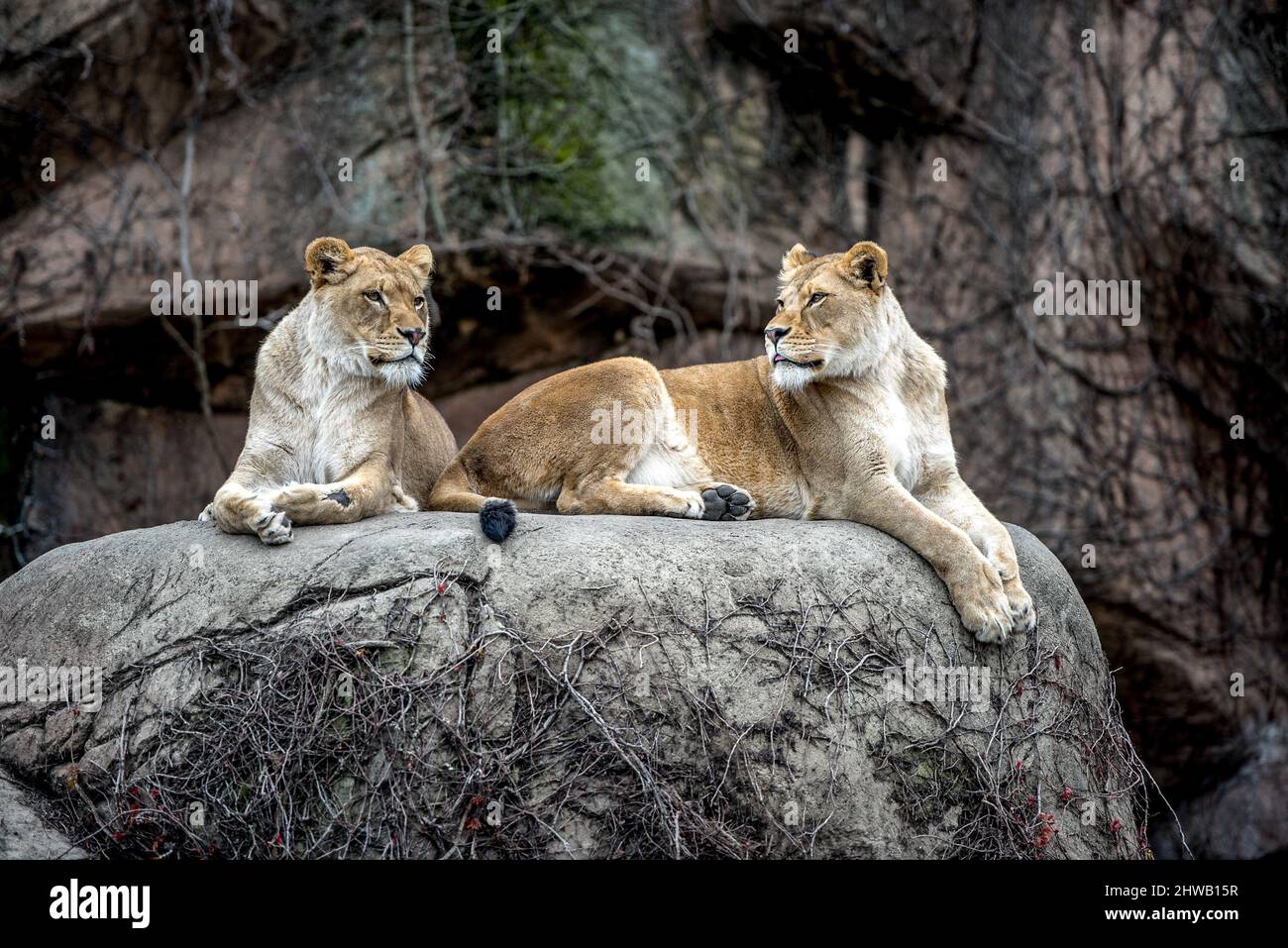 Brookfield zoo in chicago hi-res stock photography and images - Alamy