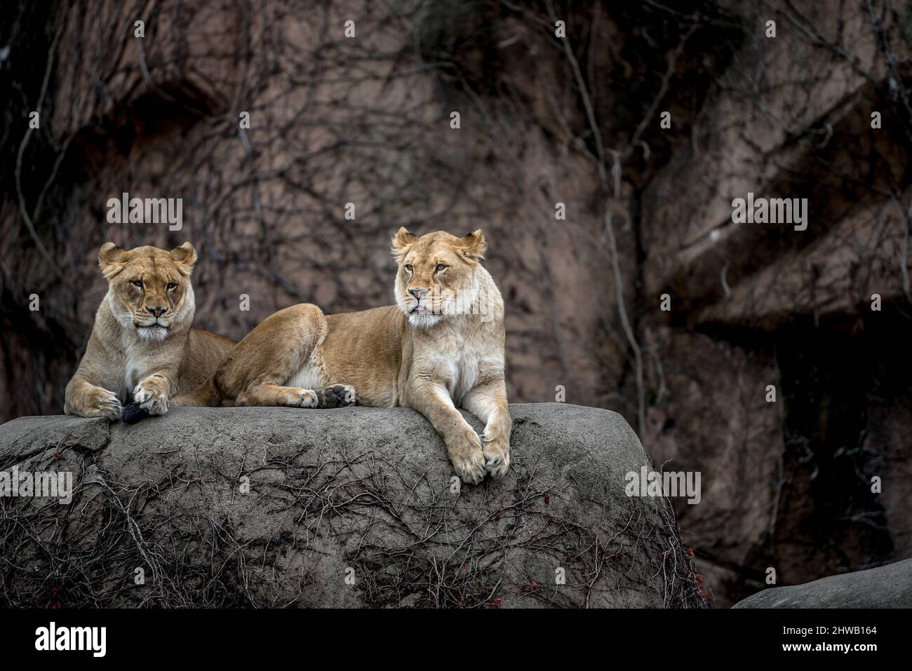 Brookfield zoo chicago hi-res stock photography and images - Alamy