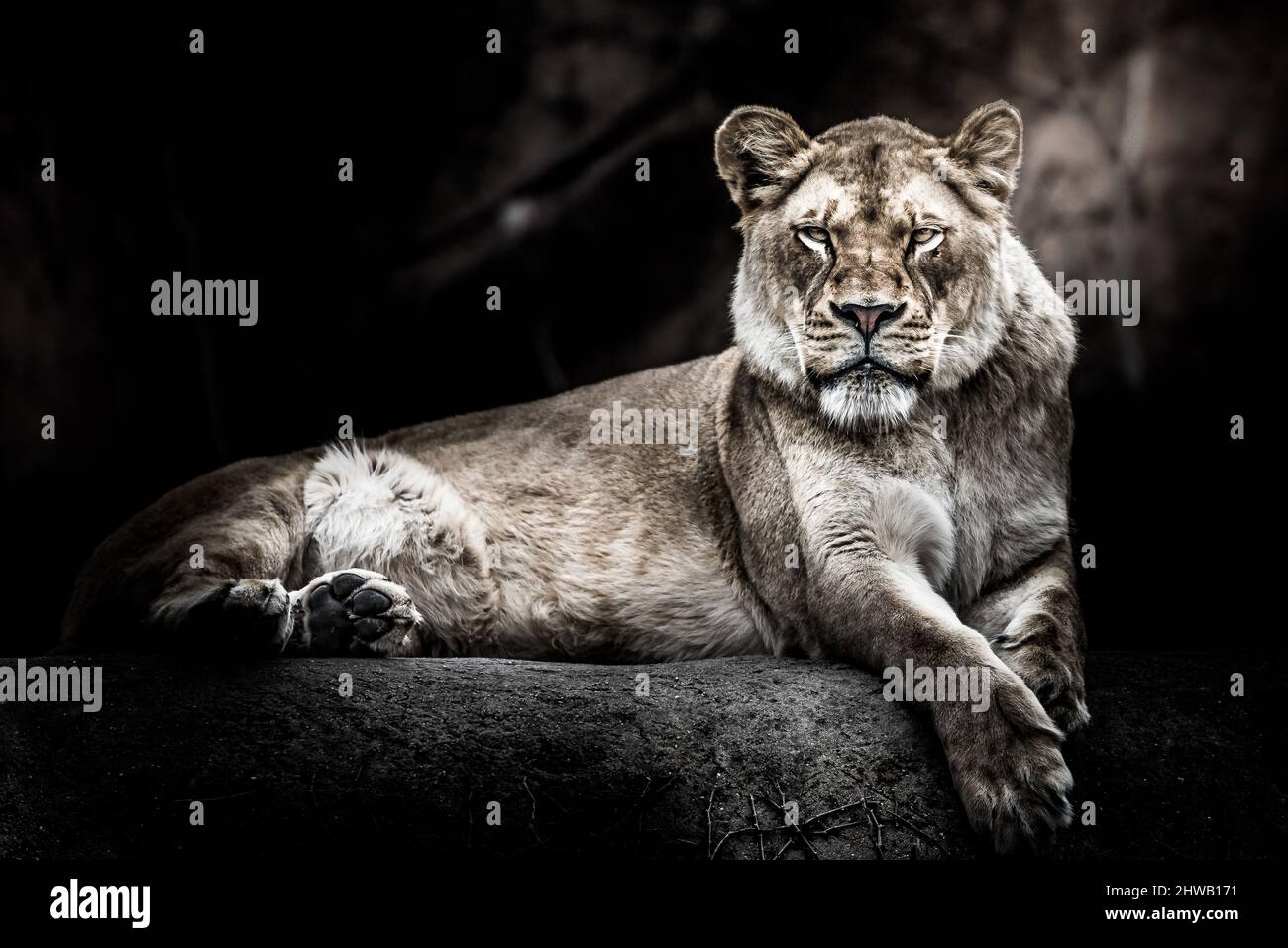 Brookfield zoo in chicago hi-res stock photography and images - Alamy