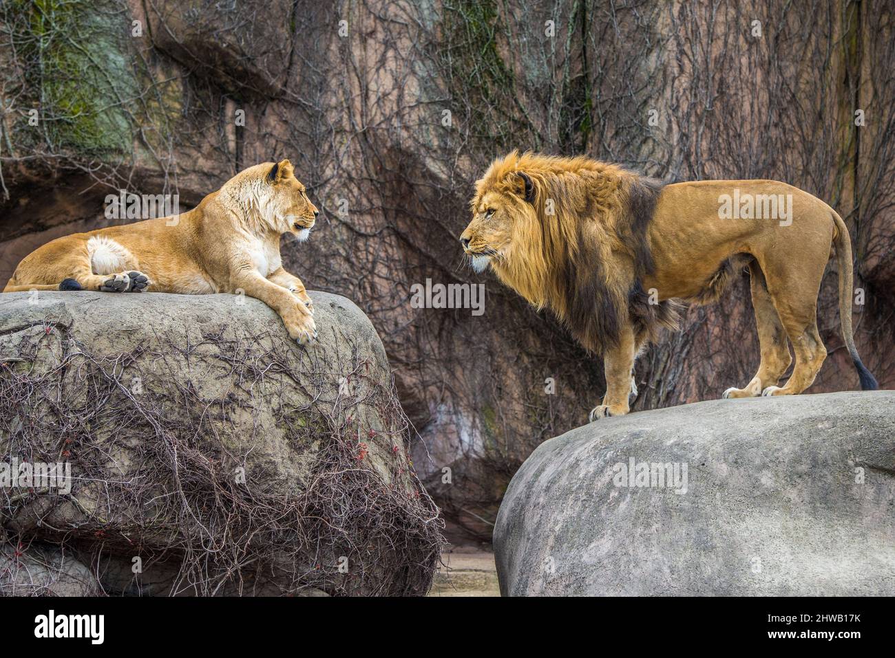 Brookfield zoo hi-res stock photography and images - Alamy