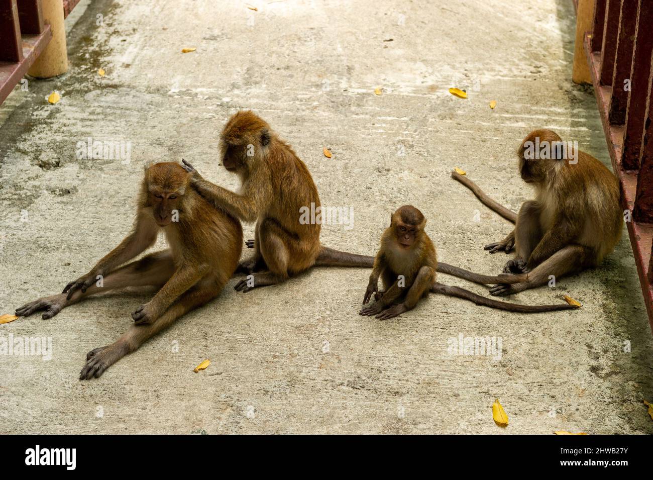 Macaque Monkeys Searching for Flees and Ticks Stock Photo - Alamy