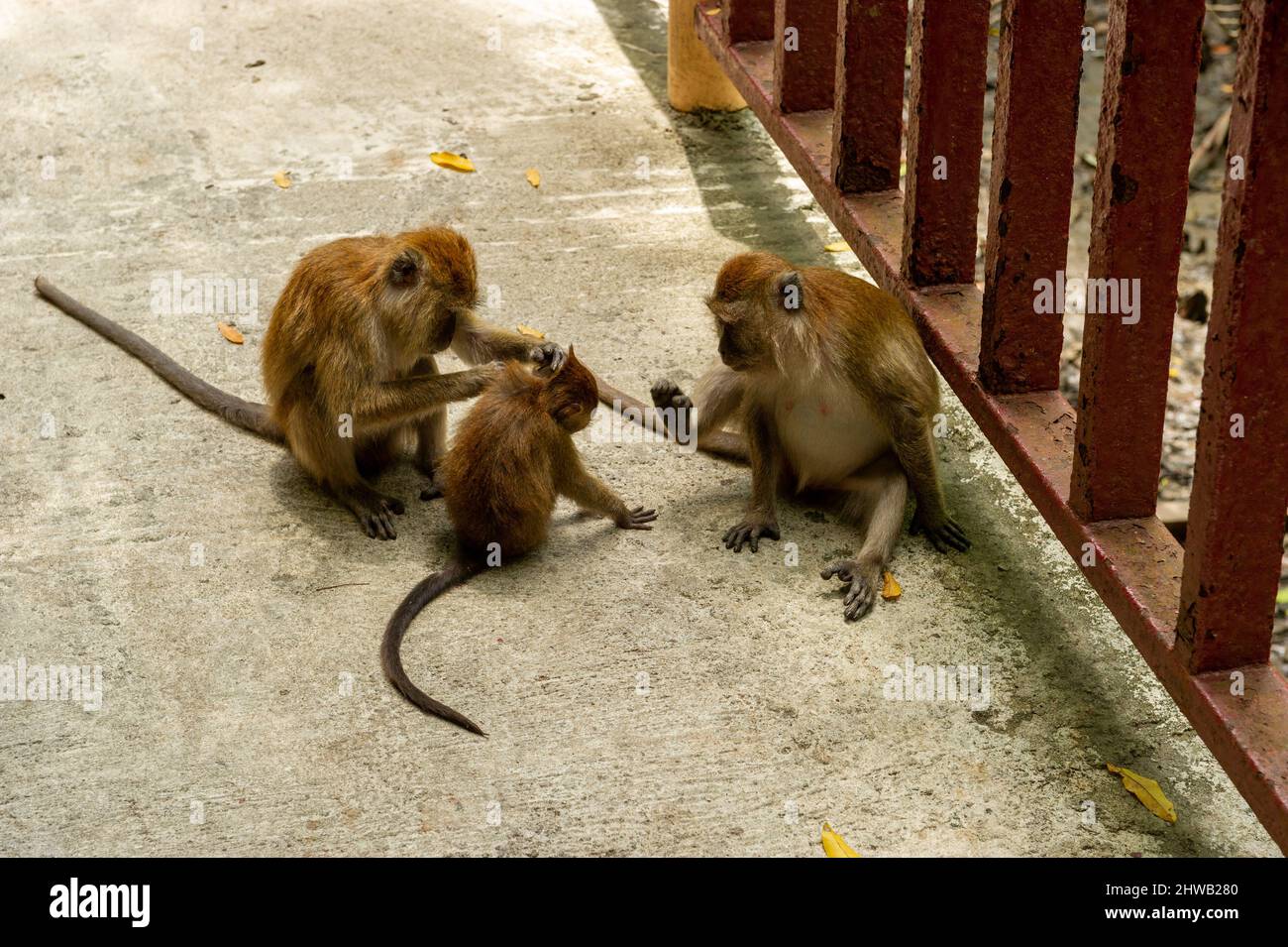 Macaque Monkeys Searching for Flees and Ticks Stock Photo - Alamy