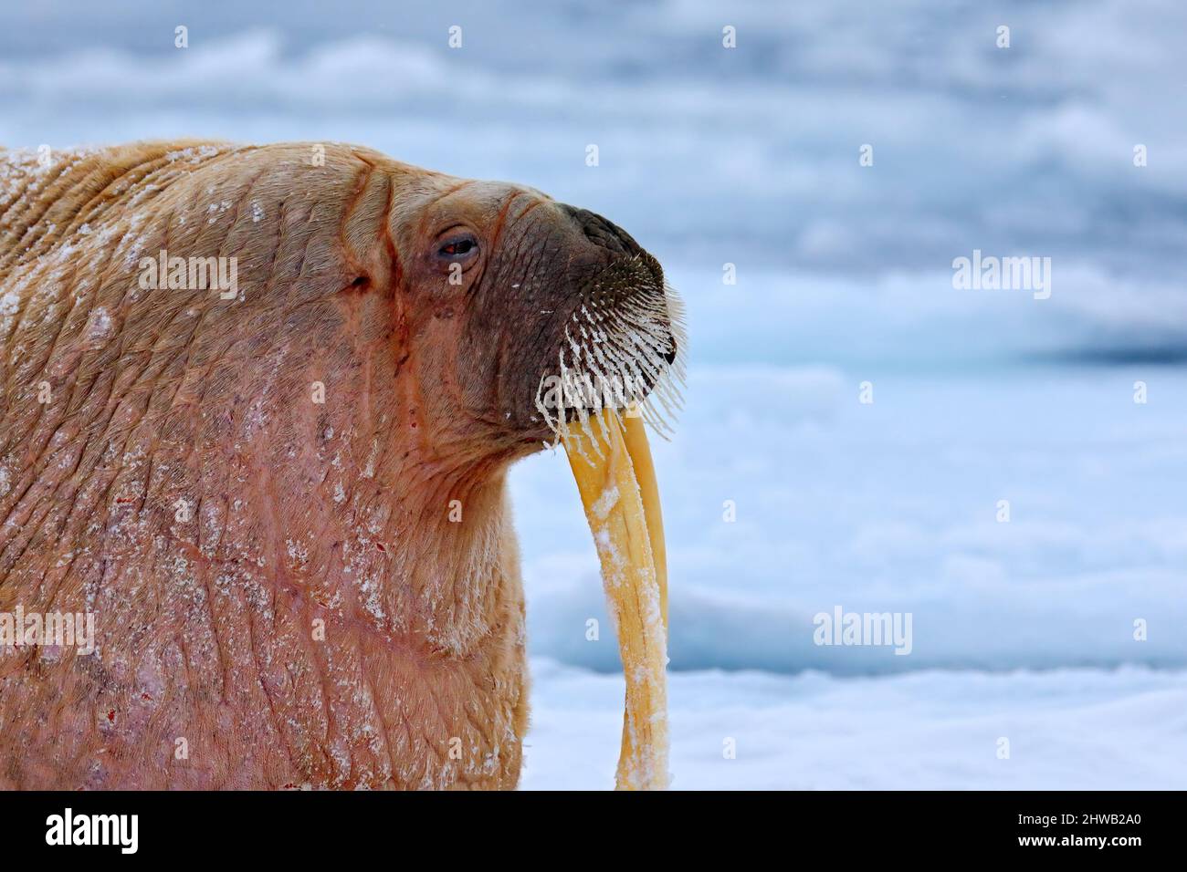 Walrus, lying on the ice, stick out from blue water on white ice with ...