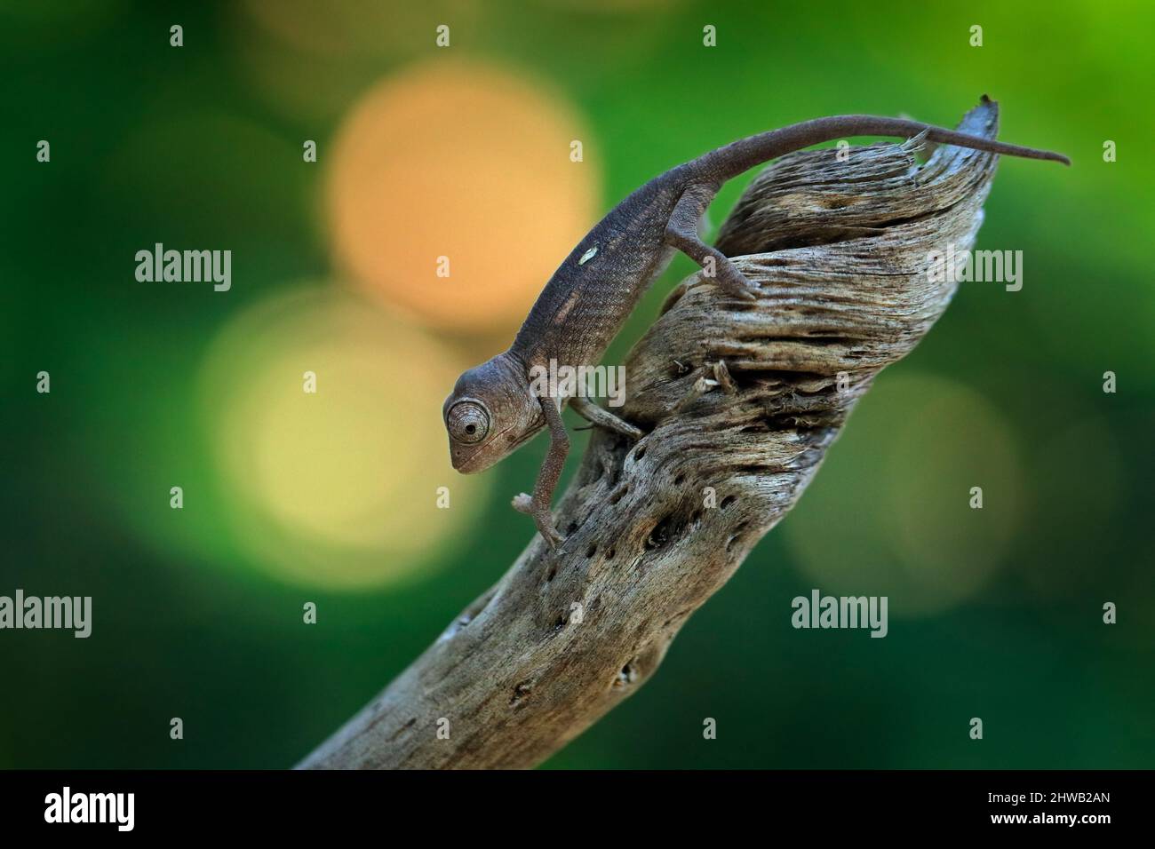 Furcifer verrucosus, warty spiny chameleon sitting on the branch in ...