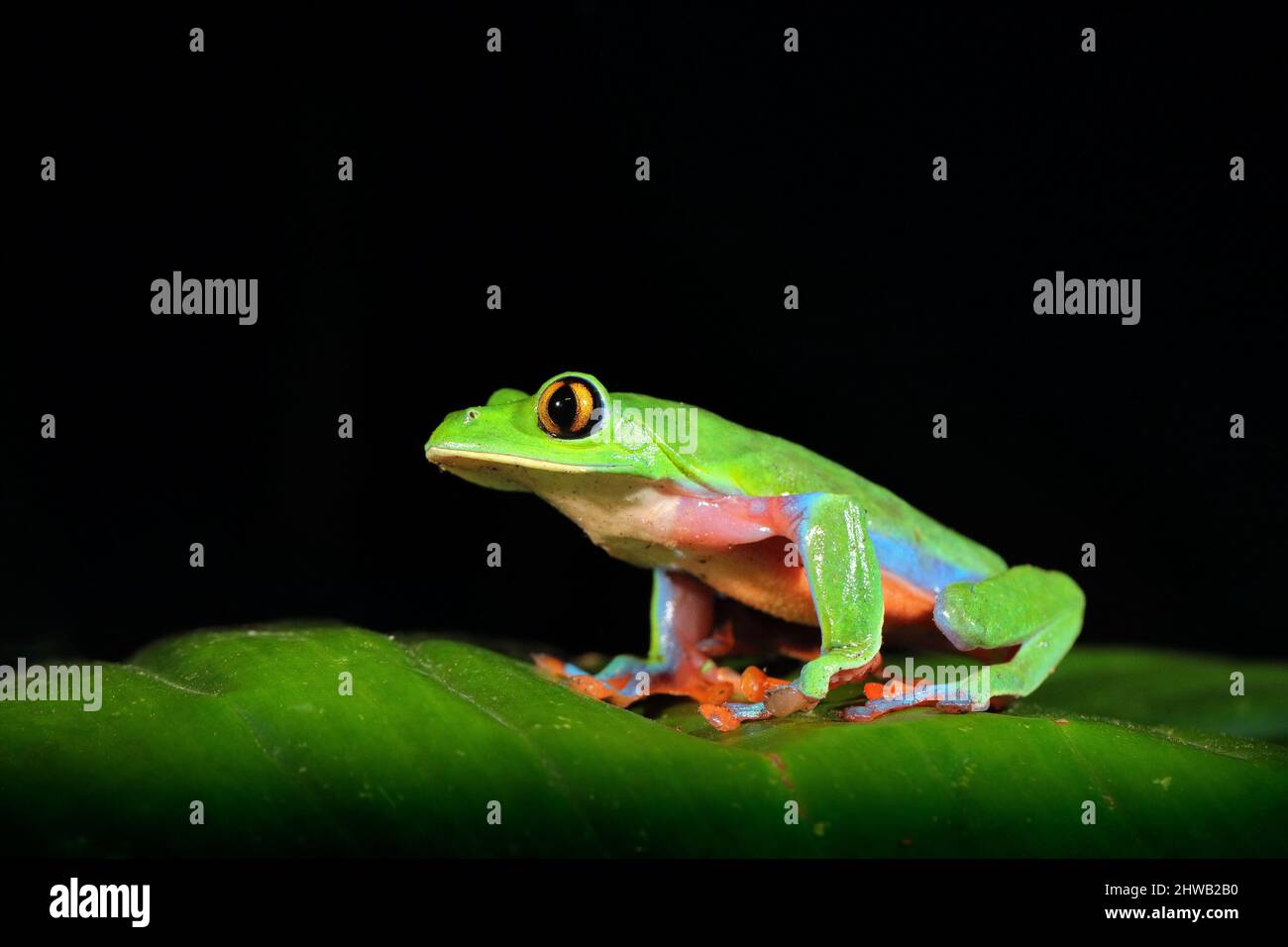 Agalychnis annae, Golden-eyed Tree Frog, green and blue frog on leave ...