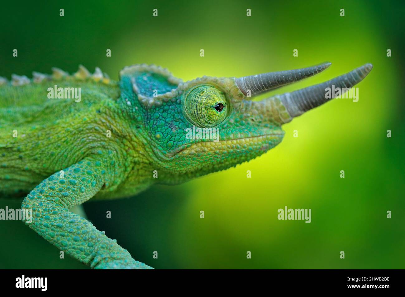 Jackson's Chameleon, Trioceros jacksonii, sitting on the branch in ...