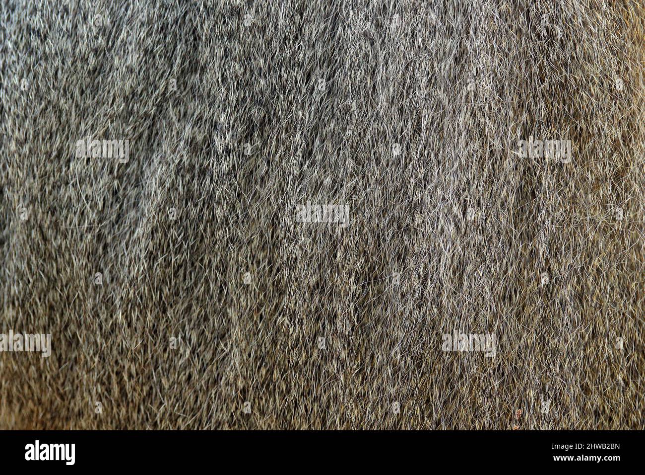 Fur coat detail of Hamadryas baboon monkey, Papio hamadryas, from ...