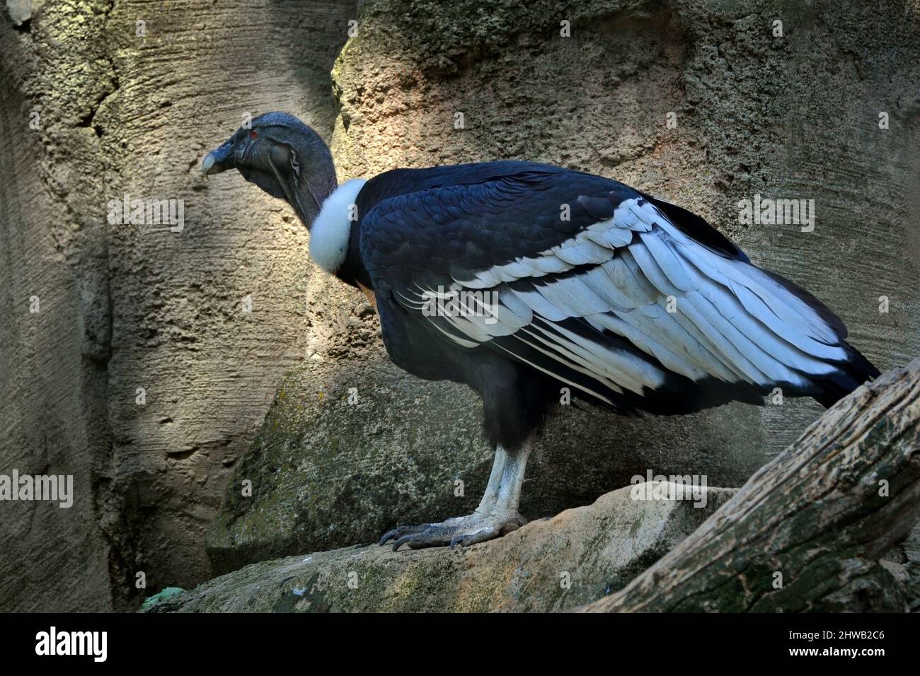 Andean condor, Vultur gryphus, big bird of prey sitting on the rock in ...