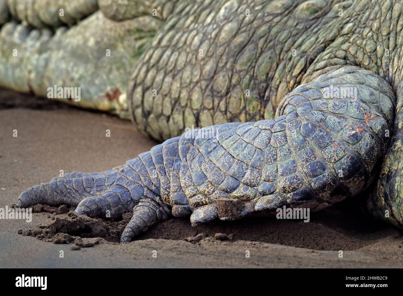 Detail of crocodile skin, hind leg. Art view on nature. Reptile in the ...