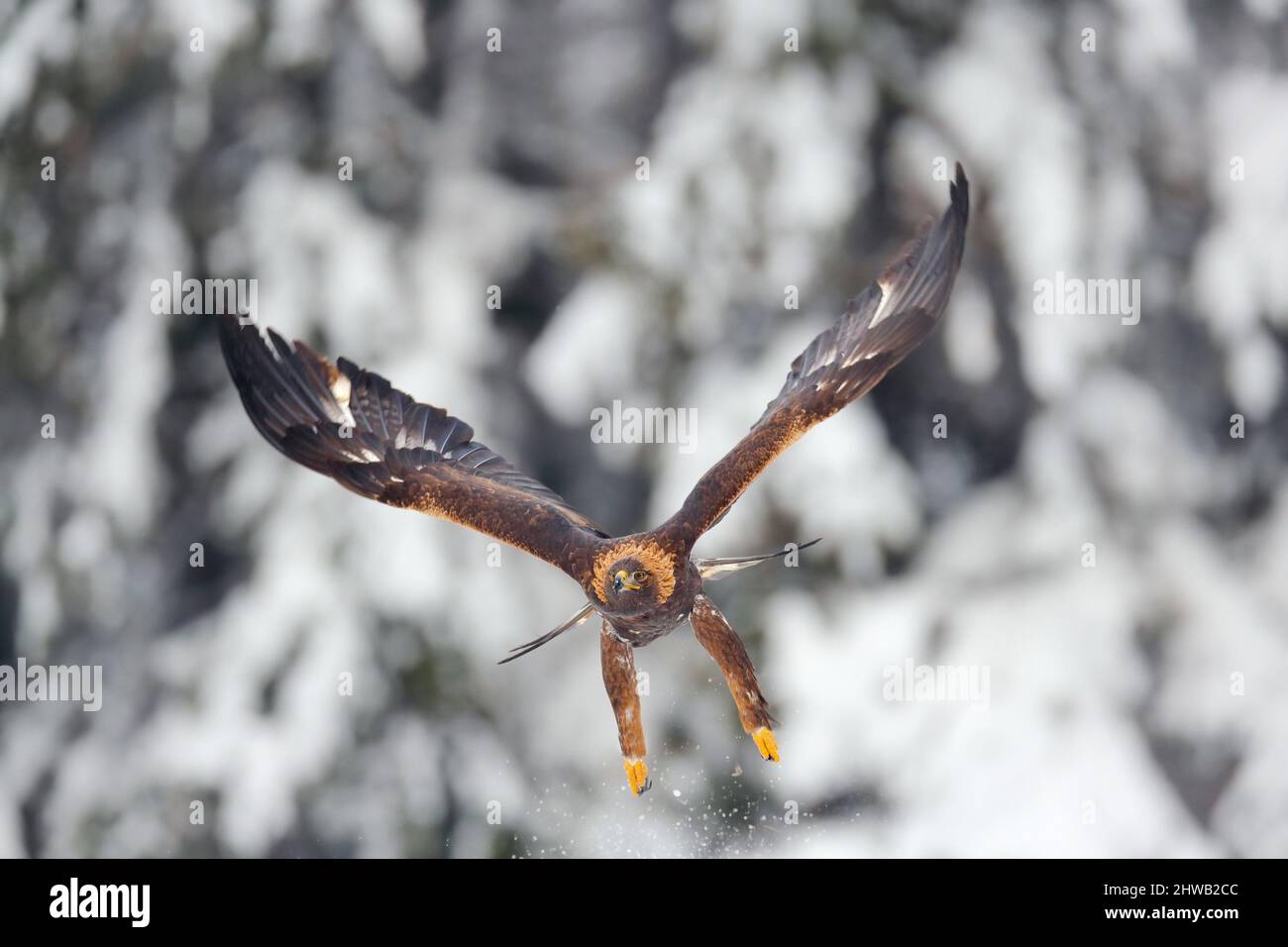 Golden eagle, snow flake fly. Snowy winter with eagle. Bird of prey ...