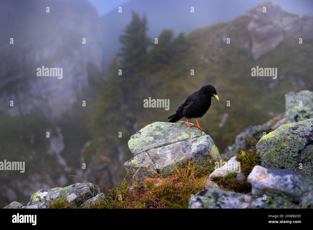 Bird in rock habitat. Alpine Chough, Pyrrhocorax graculus, black bird ...