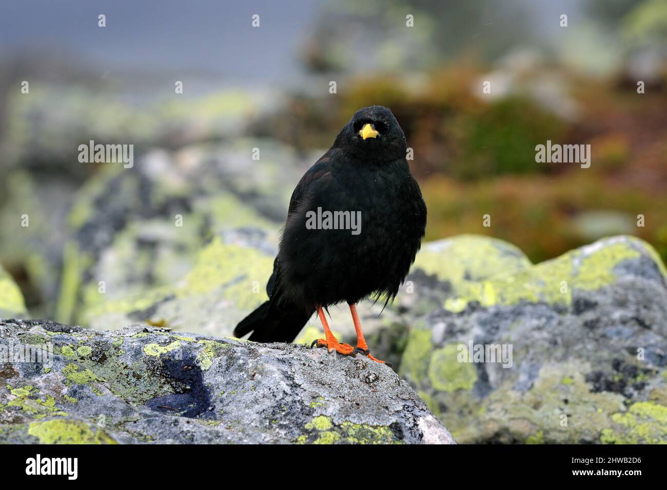Alpine Chough, Pyrrhocorax graculus, black bird sitting on the stone ...