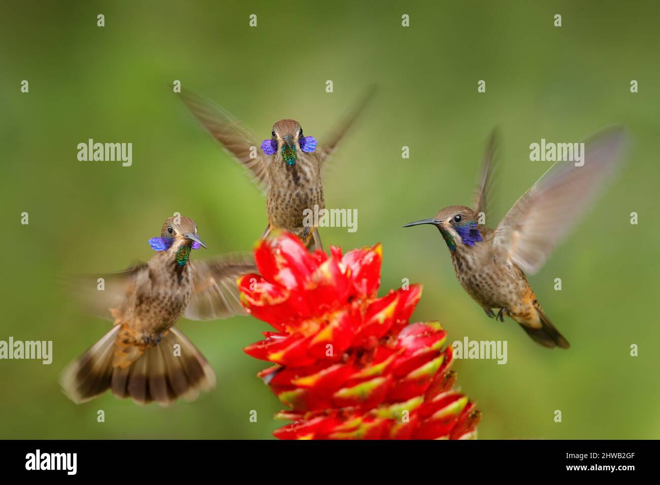 Wildlife, red flower with birds, hummingbirds Brown Violet-ear, flying ...