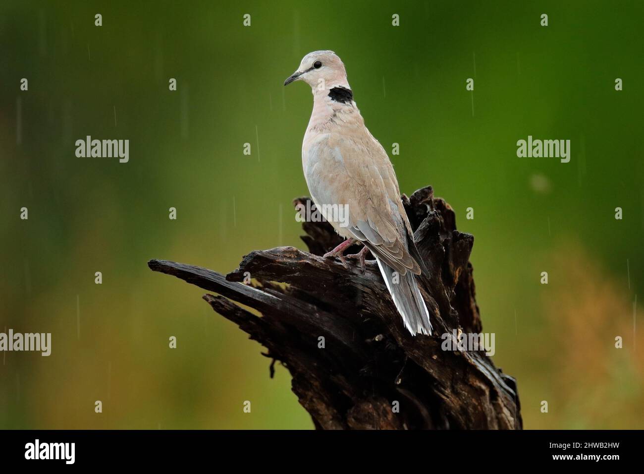 Streptopelia capicola, also known as the Cape turtle dove, Kgalagadi ...