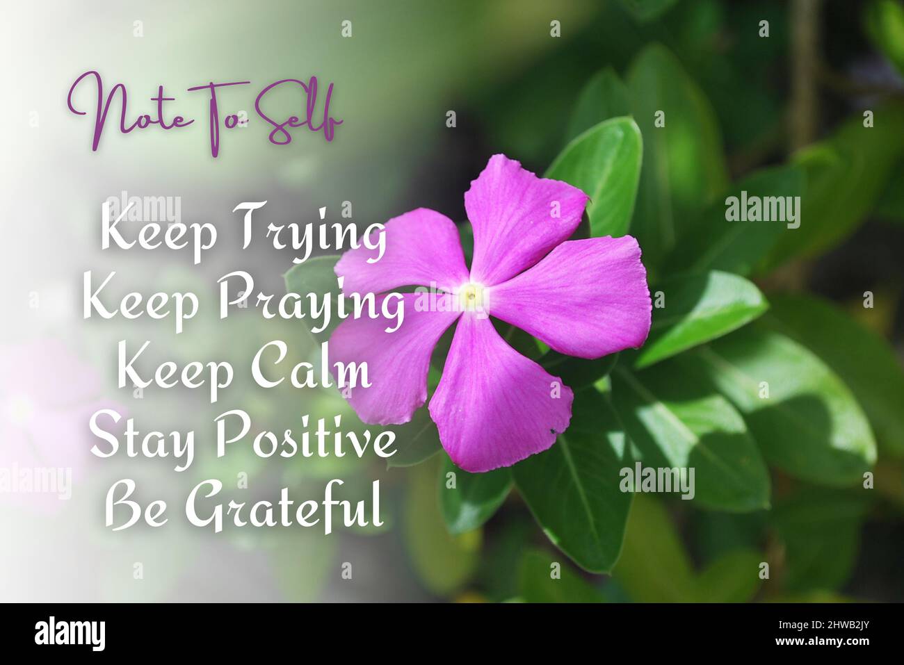 Inspirational and self motivational quotes with flower and nature ...