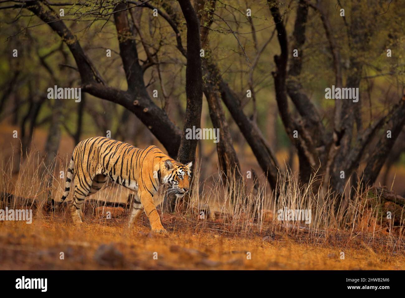 Indian tiger, wild animal in the nature habitat, Ranthambore NP, India ...
