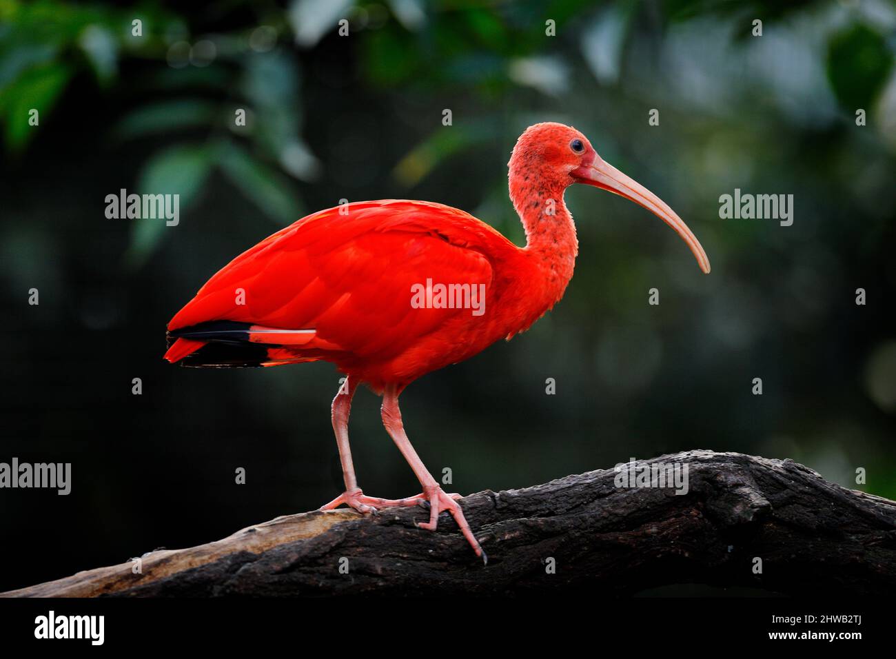 Scarlet Ibis, Eudocimus ruber, exotic bird in the nature forest habitat ...