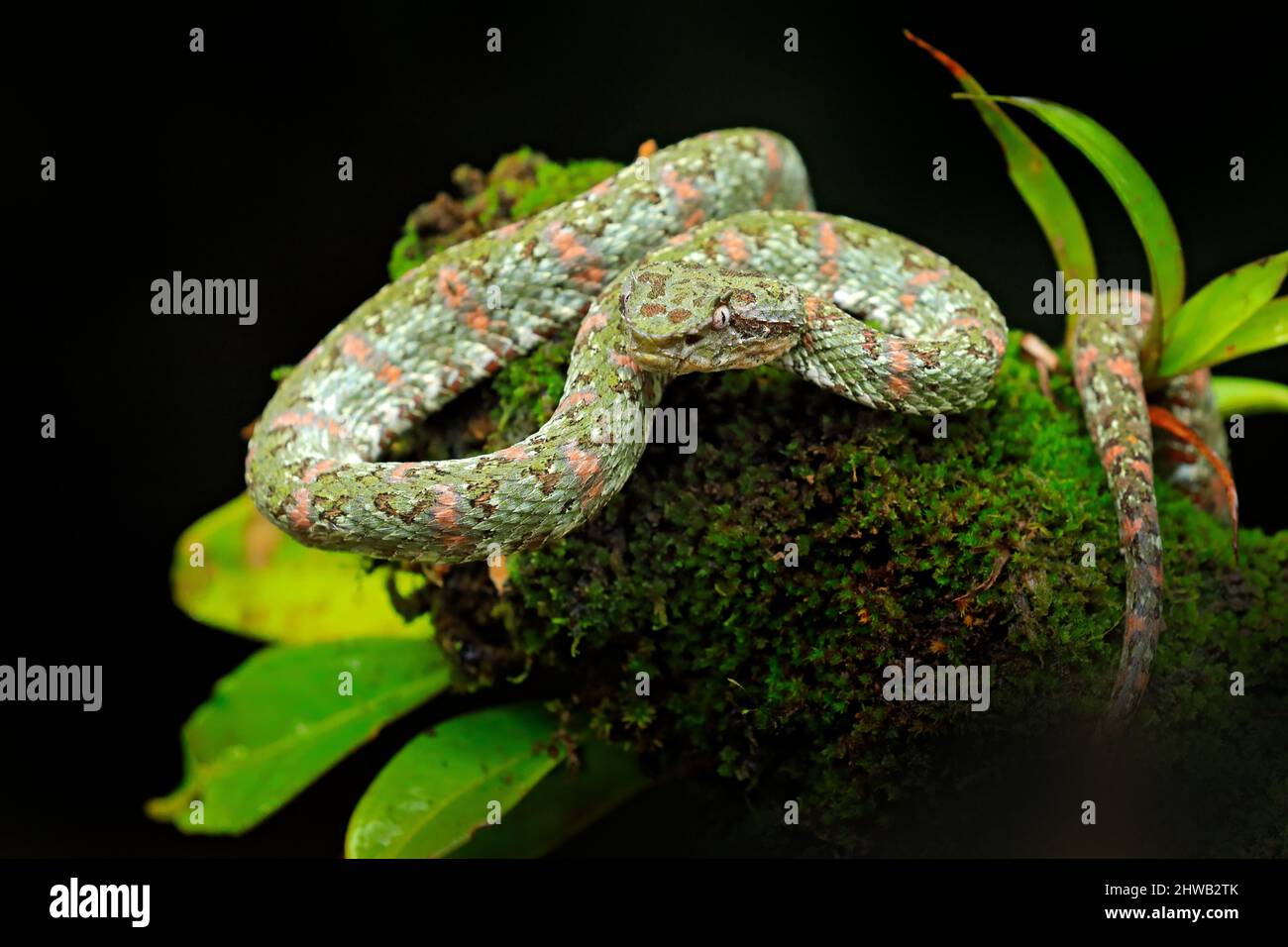 Eyelash Palm Pitviper, Bothriechis schlegeli, on the green mossy branch ...