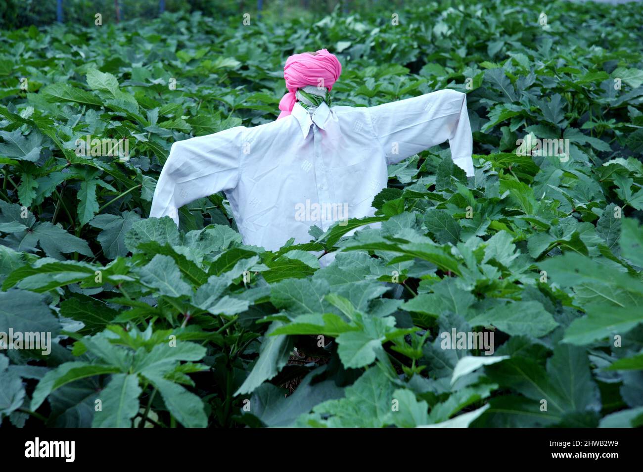 India Mumbai - scarecrow will help protect seedlings plants and flowers ...