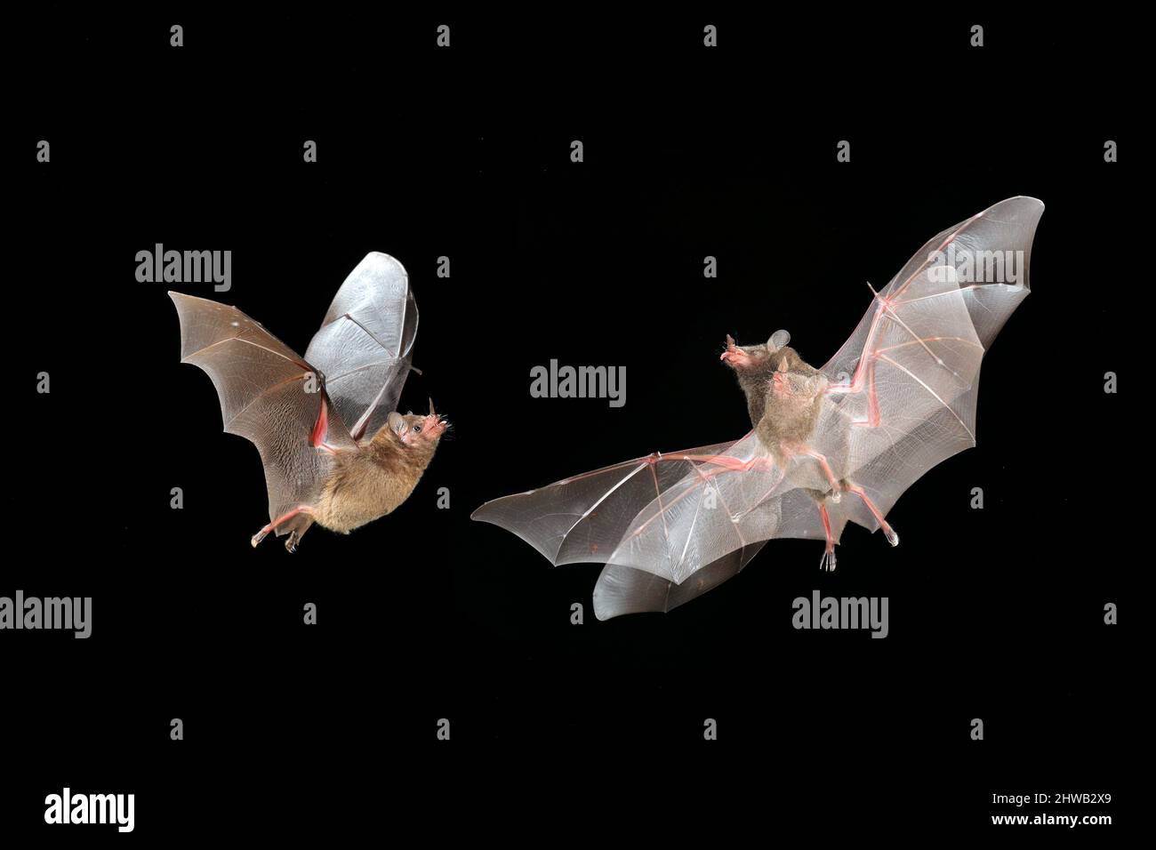 Orange nectar bat fly, Lonchophylla robusta, flying bat in dark night ...
