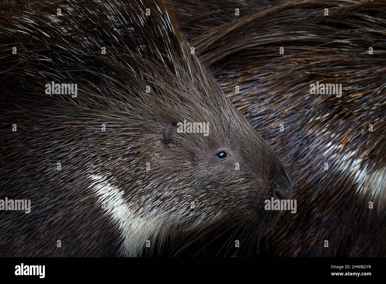 Porcupine detail close-up portrait. Cape porcupine, Hystrix ...