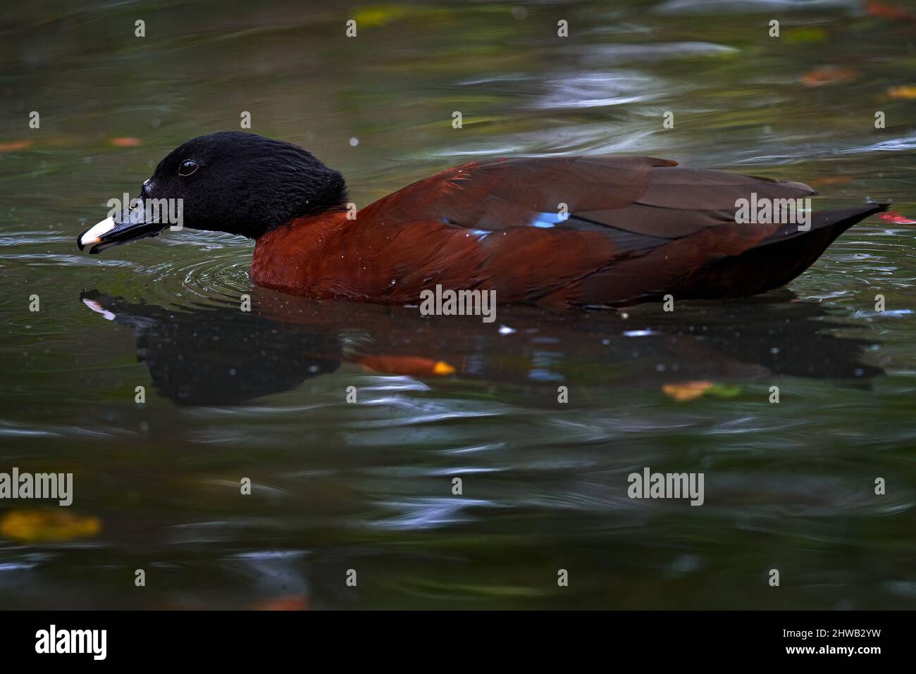 Hartlaub's duck, Pteronetta hartlaubii, chestnut-coloured duck with ...