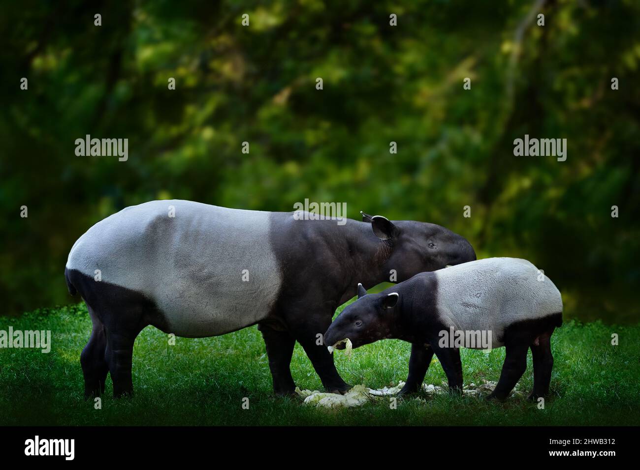 Tapir in the forest. Malayan tapir, Tapirus indicus, mother and young ...