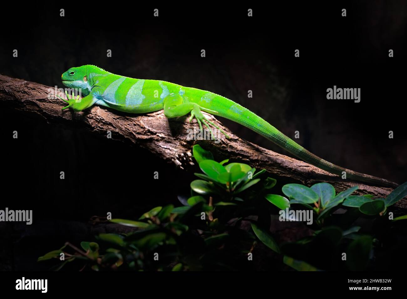 Fiji banded iguana, Brachylophus bulabula, green lizard sitting on the ...