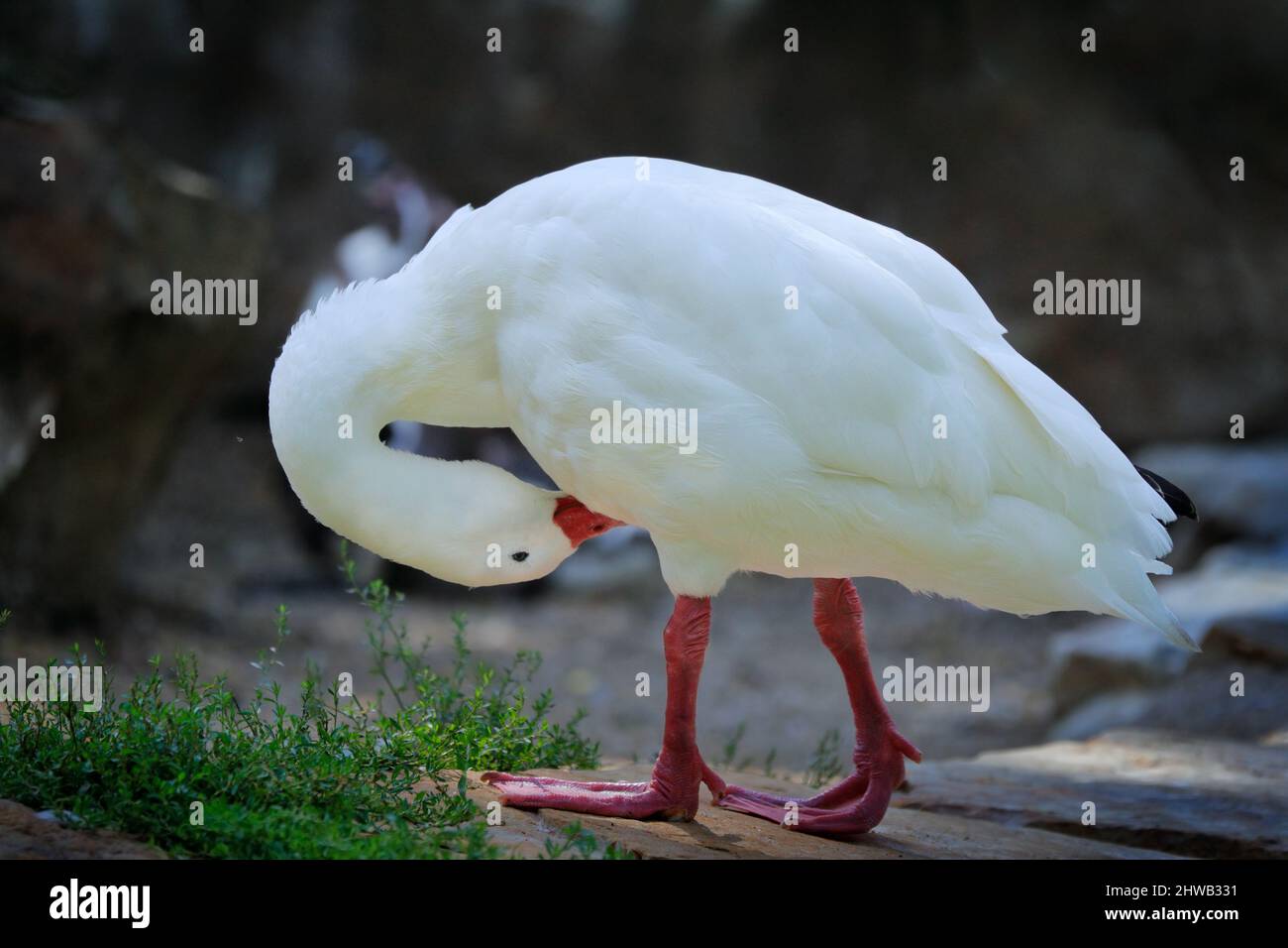 Coscoroba swan, species of waterfowl endemic to southern South America ...